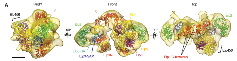 Yip, Calvin | Department of Biochemistry